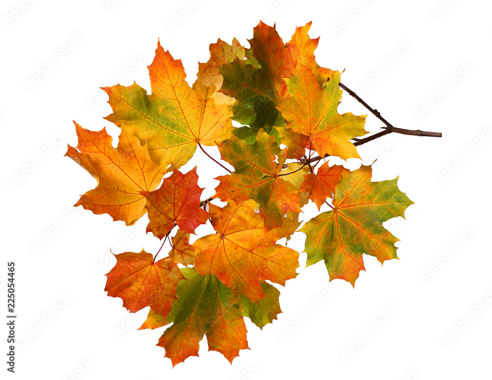 Branch of autumn maple leaves isolated on white background Stock Photo ...