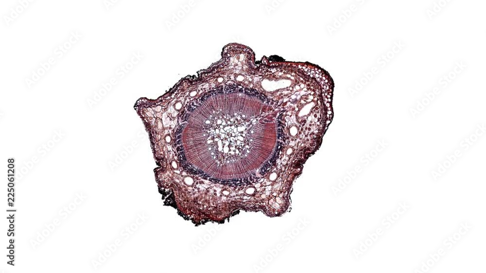 quercus oak stem - cross section cut under the microscope – microscopic ...