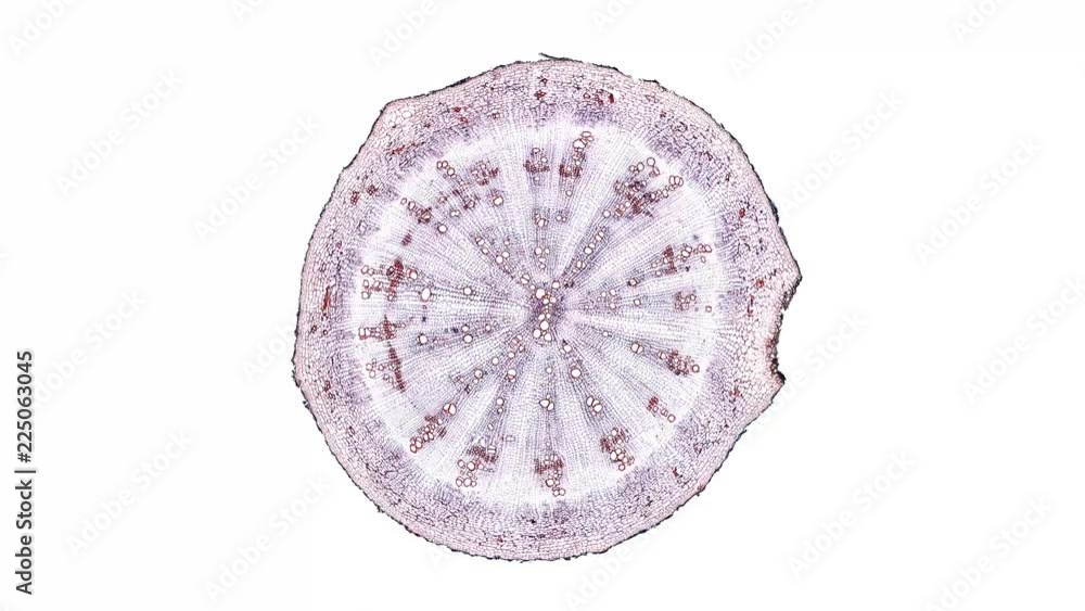 radish root - cross section cut under the microscope – microscopic view ...