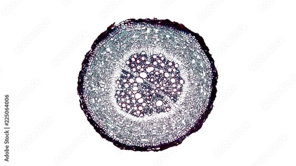 ranunculus japonicus root - cross section cut under the microscope ...
