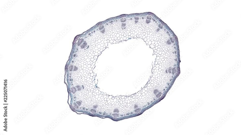 taraxacum mongolicum stem - cross section cut under the microscope ...