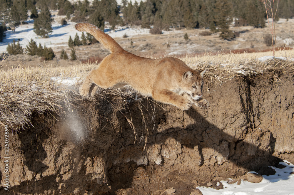 Mountain Lion Pouncing