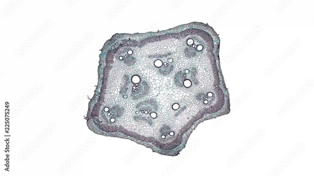 towel gourd stem - cross section cut under the microscope – microscopic ...