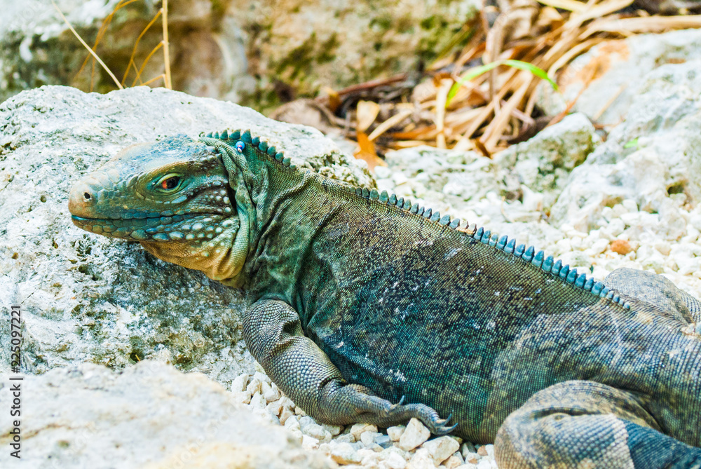 Poster A rare blue iguana has settle into the rocks where he surveys ...