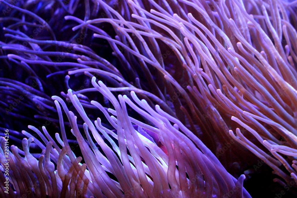 Heteractis Magnifica, Marine biology, Sea anemone in the aquarium Stock ...