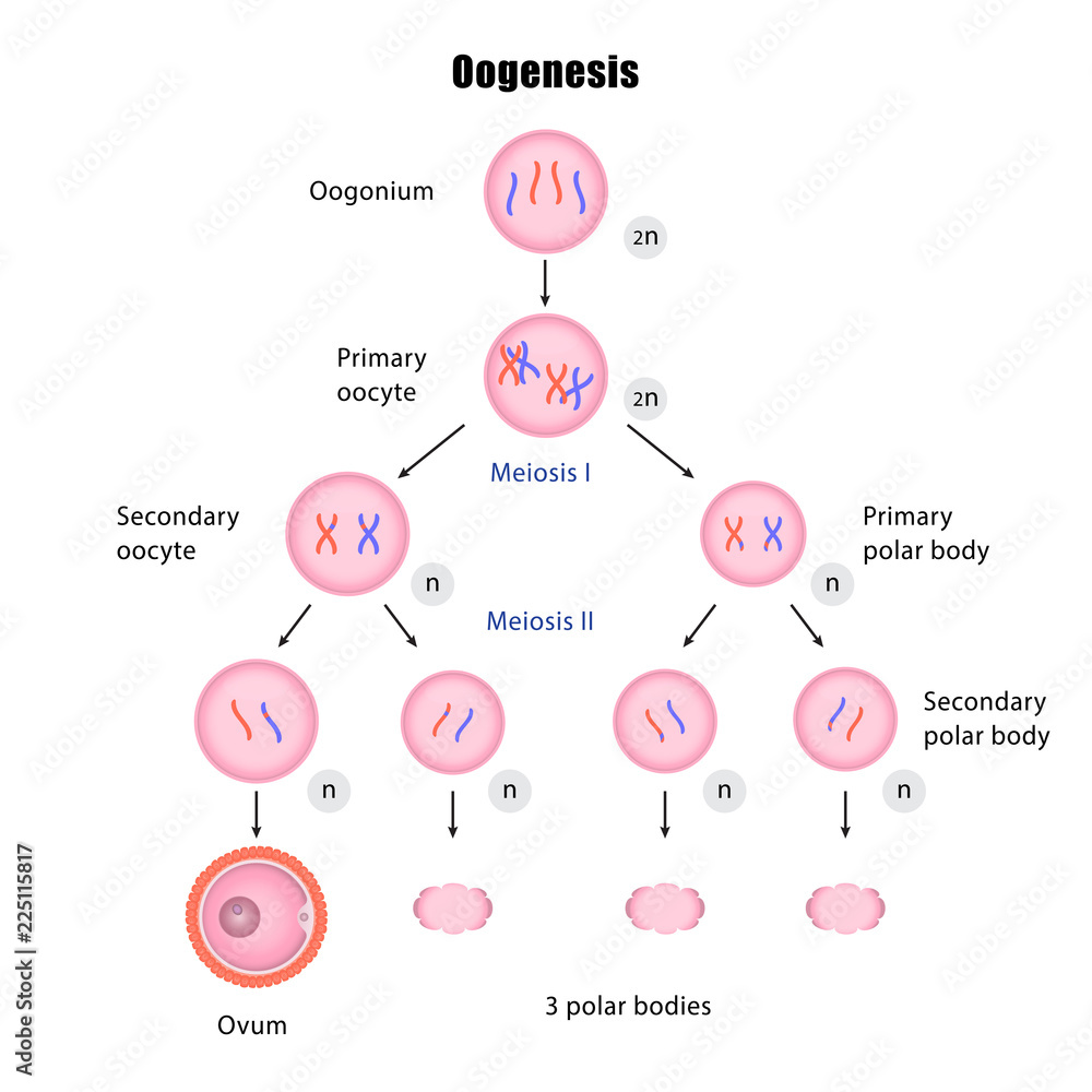 Oogenesis Stock Vector | Adobe Stock