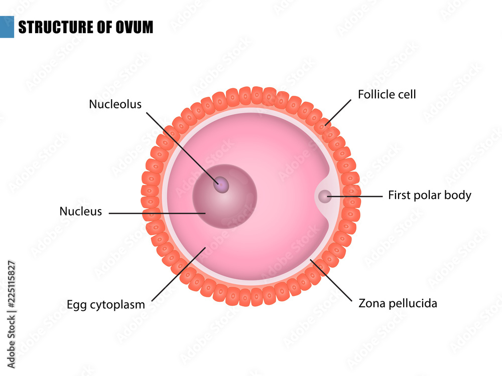 Ovum structure Stock Vector | Adobe Stock