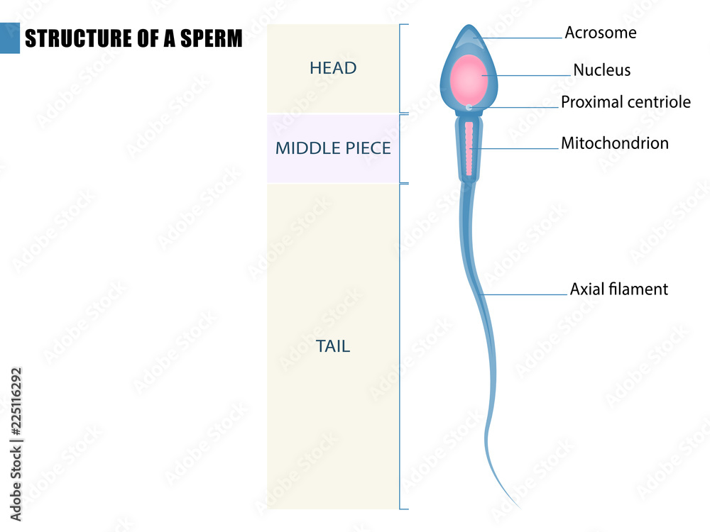 Human sperm cell anatomy structure Stock Vector | Adobe Stock