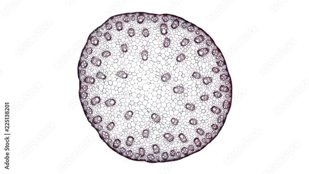 corn stem - cross section cut under the microscope – microscopic view ...