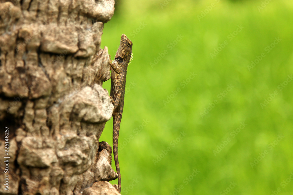 Green crested lizard, black face lizard, tree lizard,Boulenger Long ...