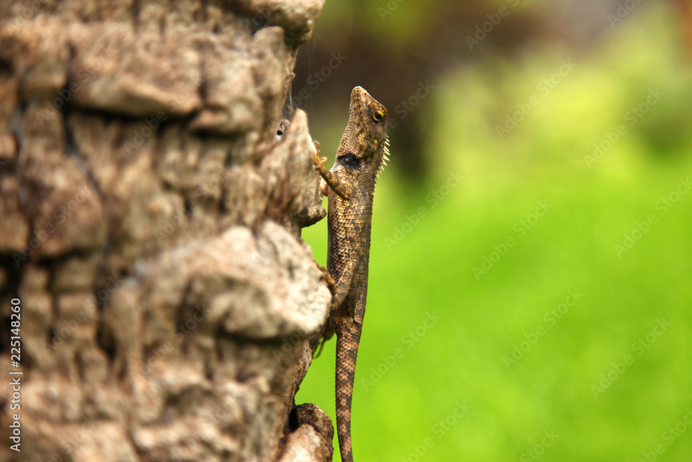 Foto de Green crested lizard, black face lizard, tree lizard,Boulenger ...