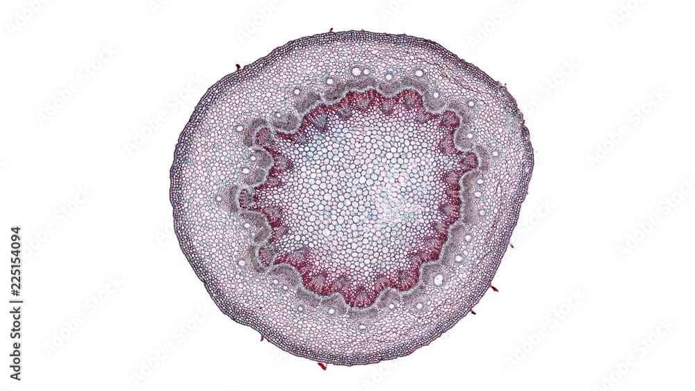 Video „ilex chinensis - cross section cut under the microscope ...