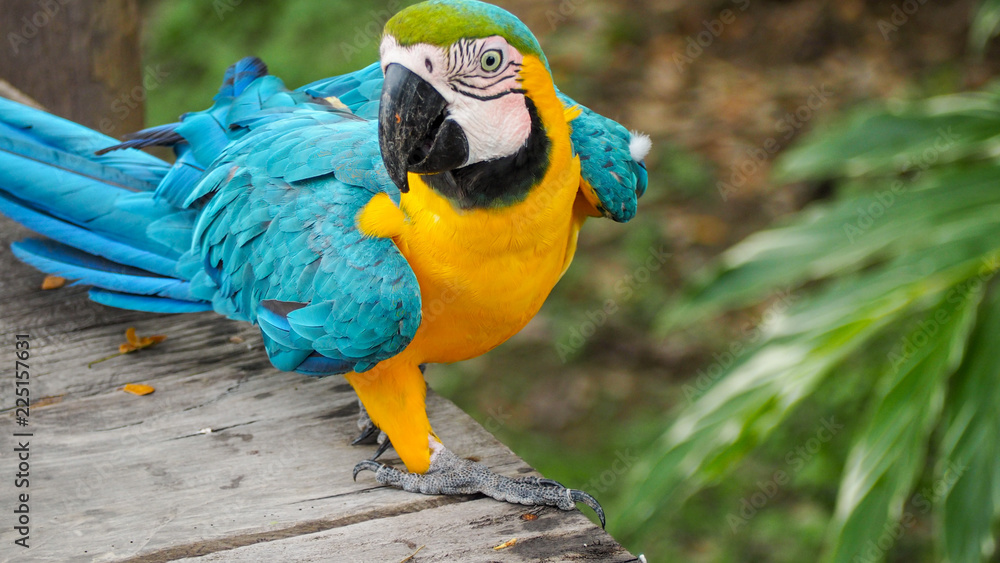 Amazon Rainforest Macaw