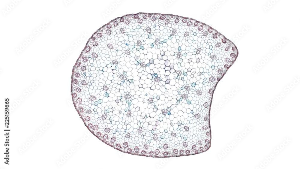 monocot stem - cross section cut under the microscope – microscopic ...