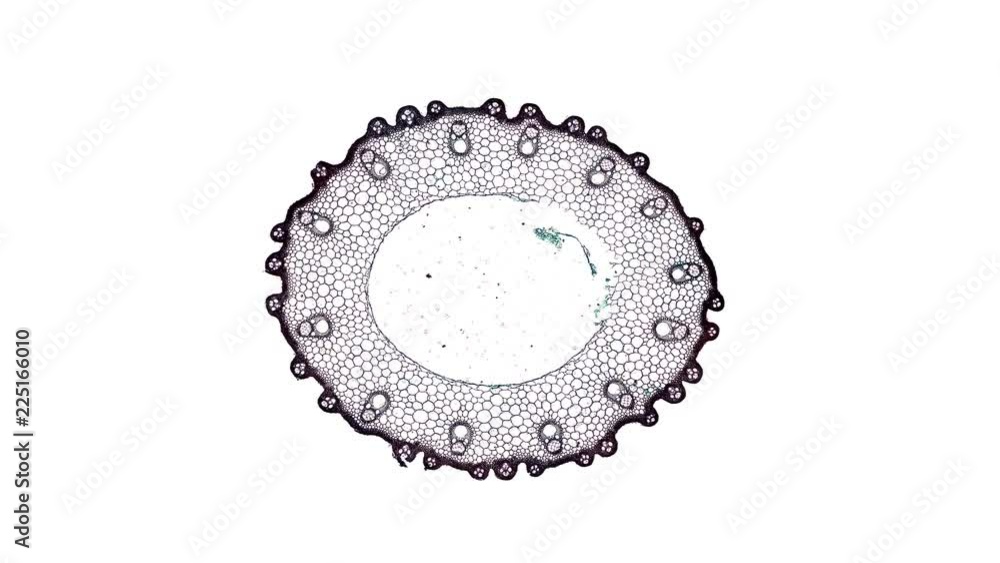 oryza sativa stem - cross section cut under the microscope ...