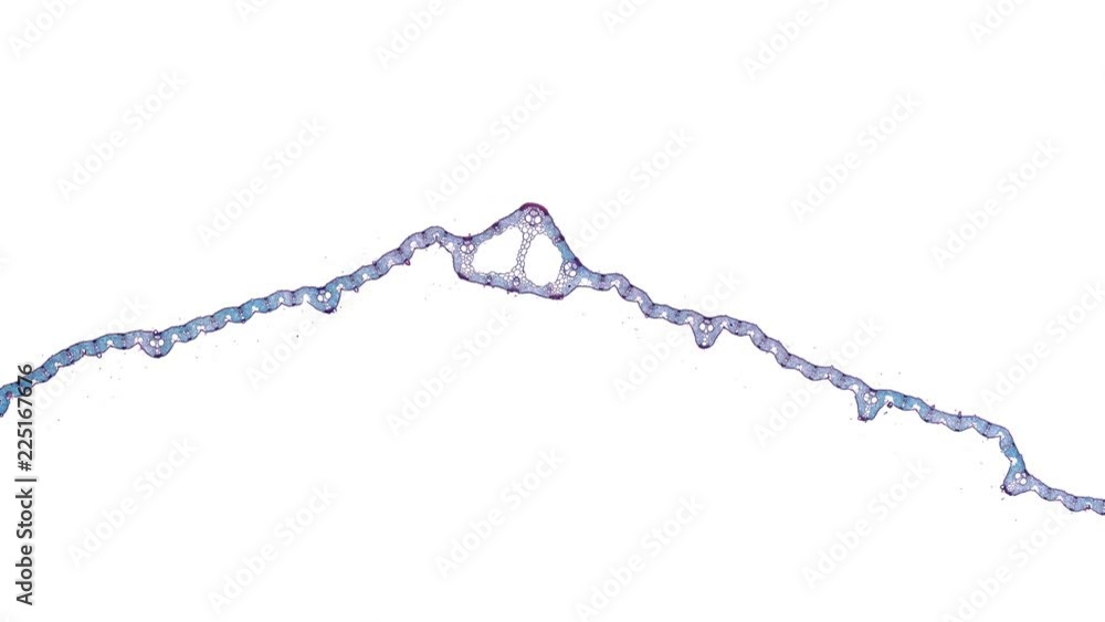 paddy leaf - cross section cut under the microscope – microscopic view ...