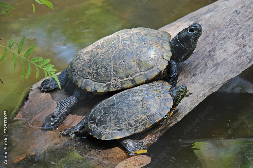 Animals, they are in KAO SUAN KWANG zoo for people see, at KHON KAEN ...