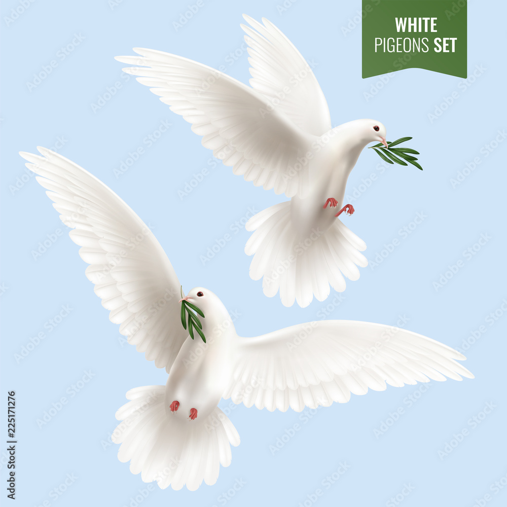 White Dove Realistic Set Stock Vector | Adobe Stock