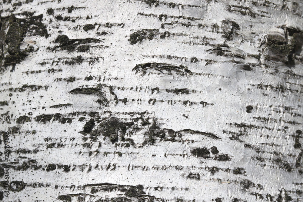 pattern of birch bark with black birch stripes on white birch bark and with wooden birch bark ...