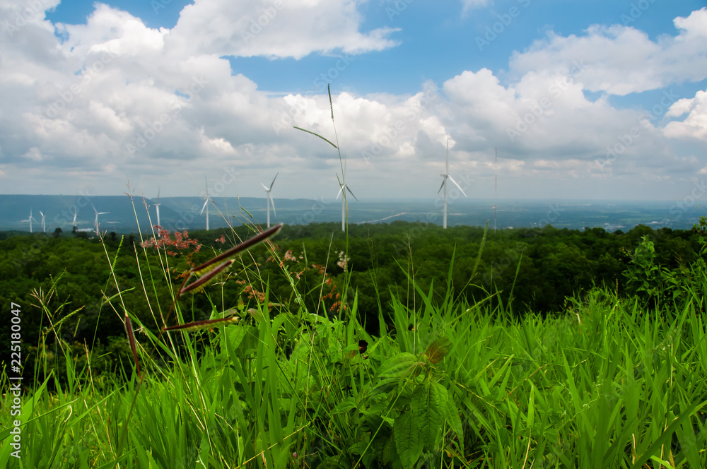 desho grass flower and green grass with mountain and sky background ...