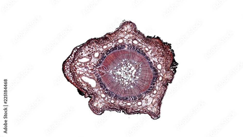 quercus oak stem - cross section cut under the microscope – microscopic ...