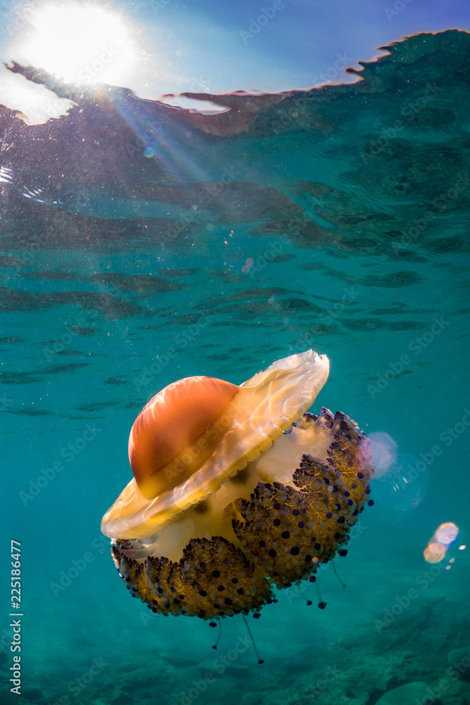 Underwater photo of Mediterranean jelly with beautiful sun rays in the ...