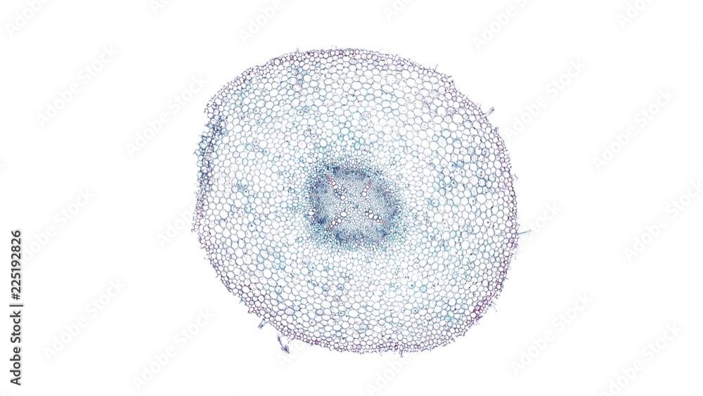 ranunculus stem - cross section cut under the microscope – microscopic ...