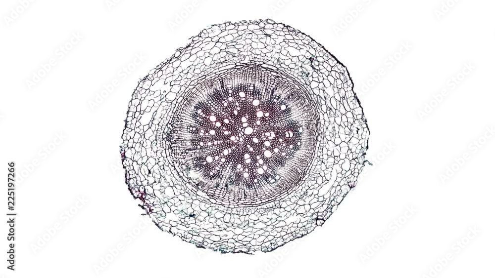 sunflower root - cross section cut under the microscope – microscopic ...