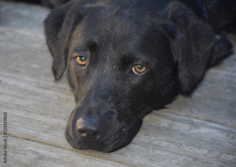 Very Sweet Expression on the Face of a Black Labrador Retriever Stock ...