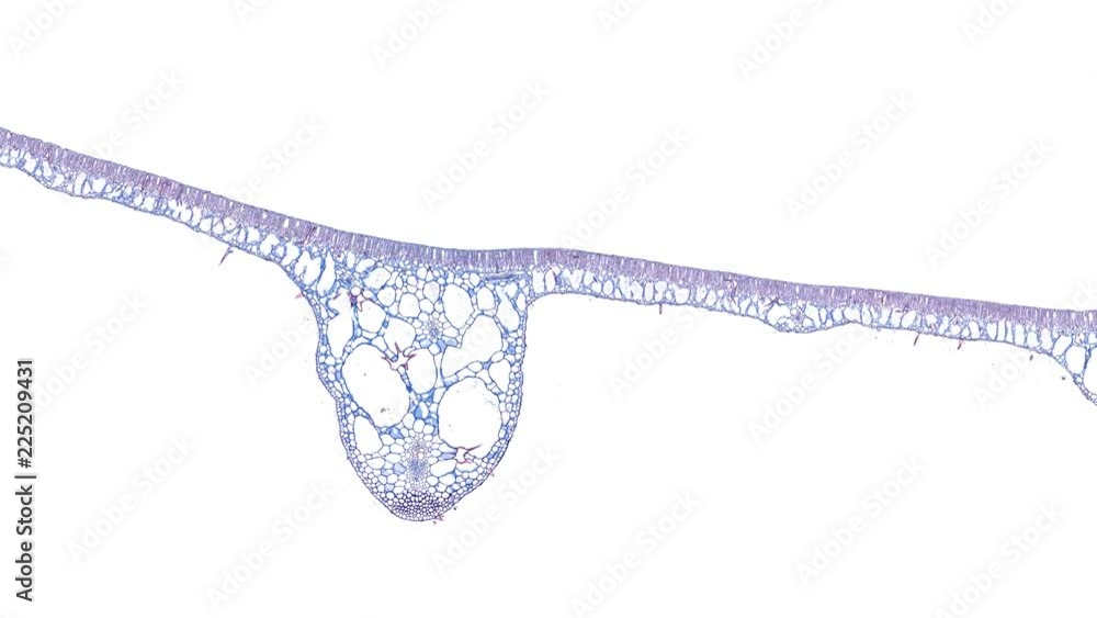 water lily hydrophytic leaf - cross section cut under the microscope ...