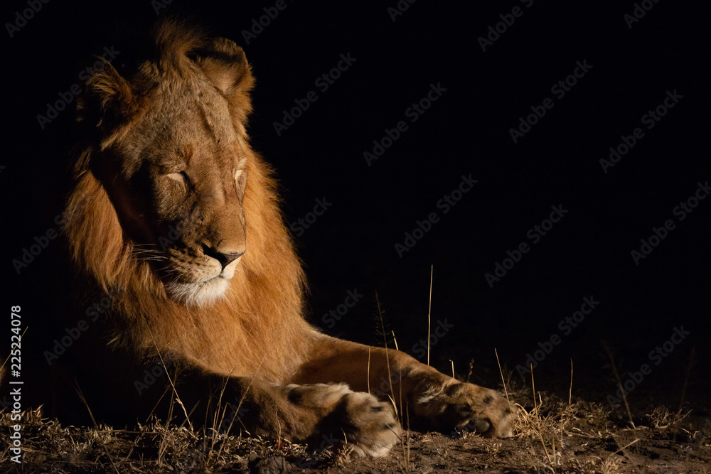 Lion sleeping at night Stock Photo | Adobe Stock