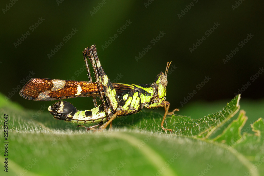 Image of Conjoined Spot Monkey-grasshopper (male), Erianthus serratus ...