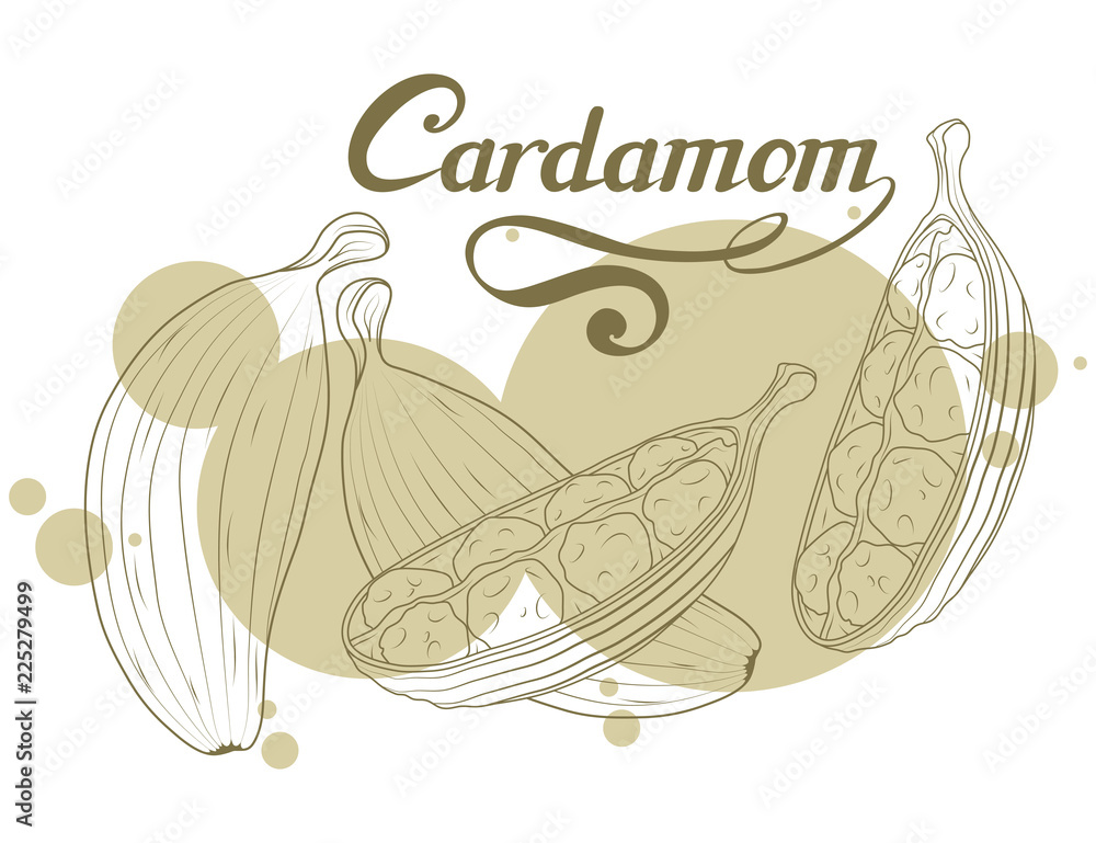 hand drawn cardamom plant, spicy ingredient, cardamom logo, healthy ...