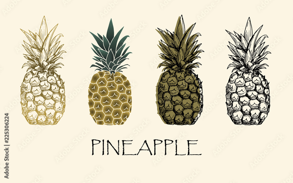 Vector illustration. Sketch drawing pineapple in different styles ...