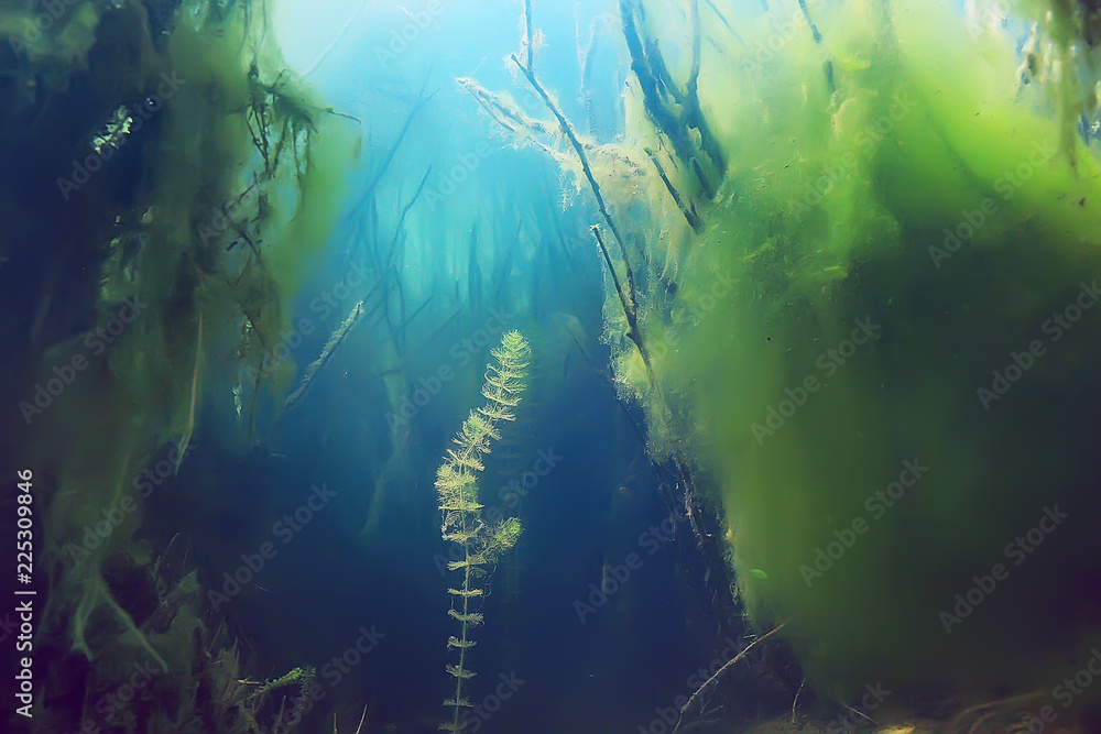 mangrove forest underwater photo / flooded trees, unusual underwater ...