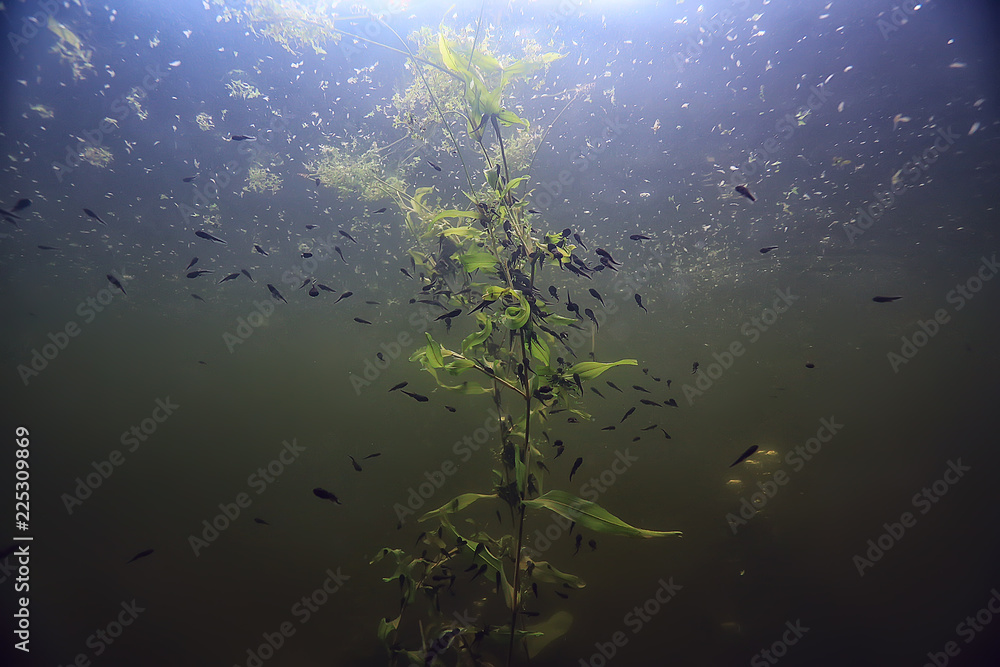 tadpoles underwater photo / pond ecosystem, underwater life, tadpoles ...