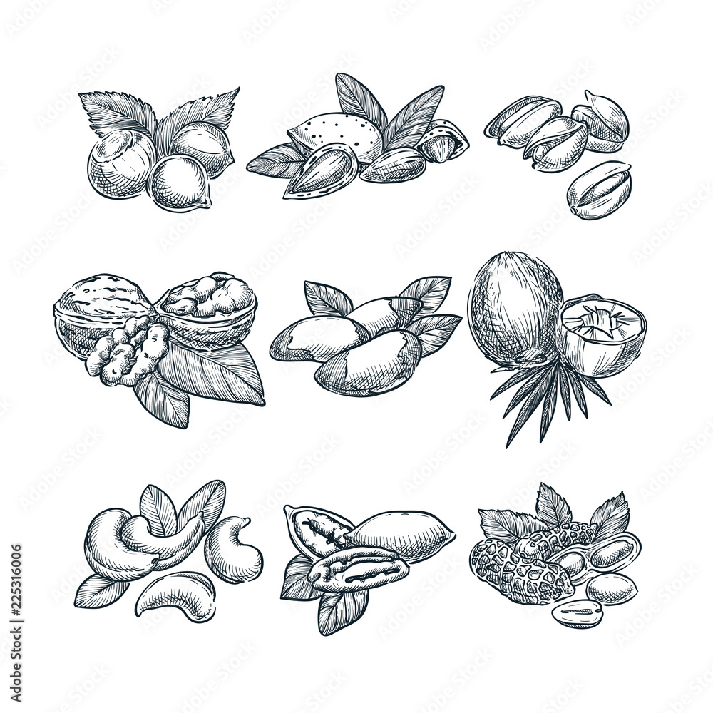 Nuts vector sketch illustration. Superfood eating hand drawn set ...