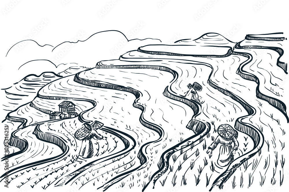 Rice terrace fields landscape, vector sketch illustration. Asian ...