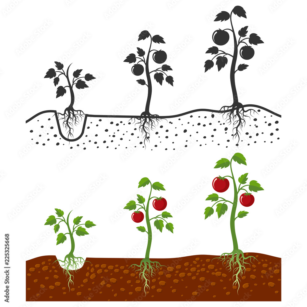 Tomato plant with roots vector growing stages - cartoon style and ...