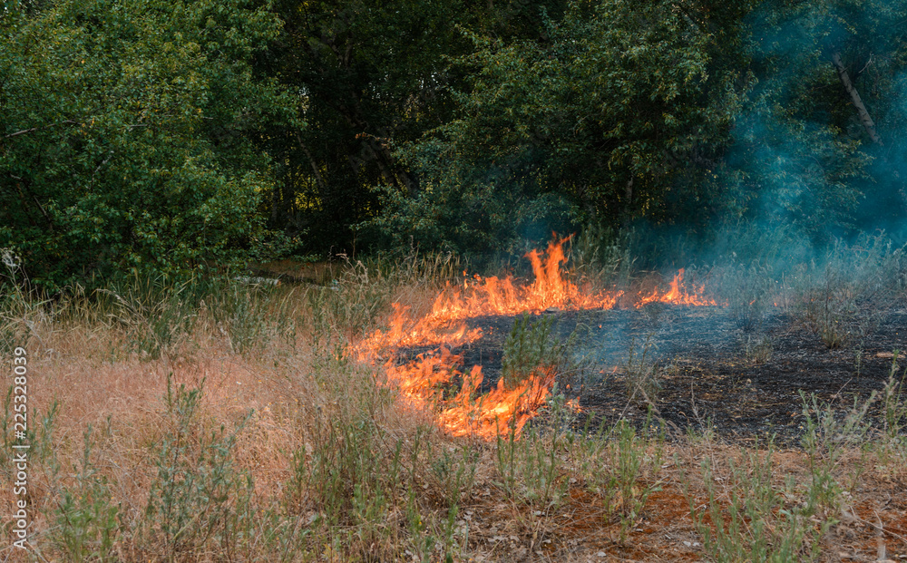 Forest fire. fallen tree is burned to the ground a lot of smoke when ...