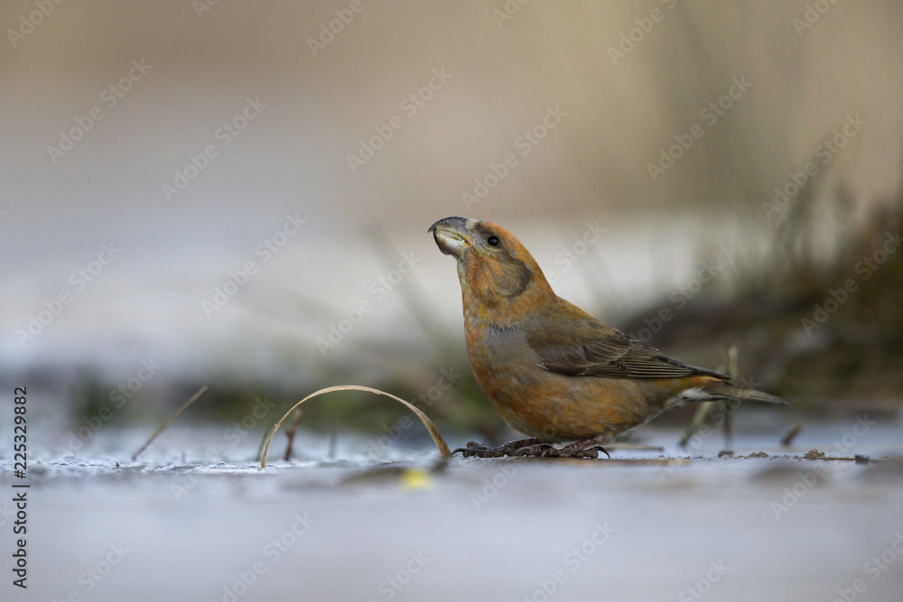 A male parrot crossbill (Loxia pytyopsittacus) drinking water from a ...
