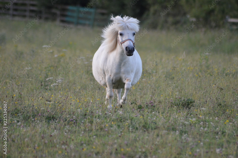 Mini Horses Running