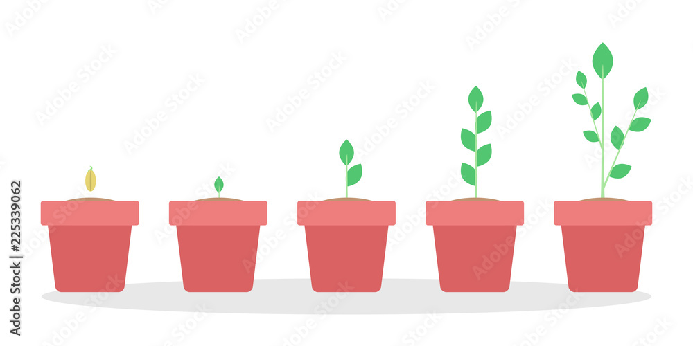 Stages of green plant growth in the pot Stock Vector | Adobe Stock