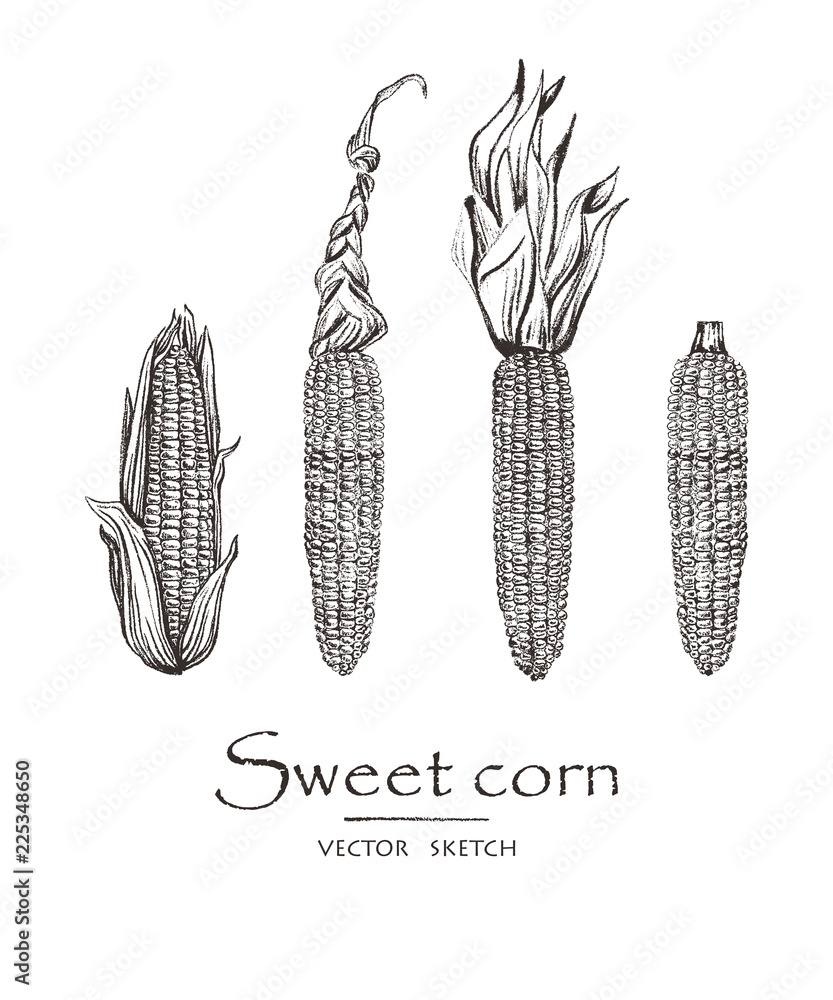 Vector illustration. Sketch drawing sweet corn. Vector chalk style ...