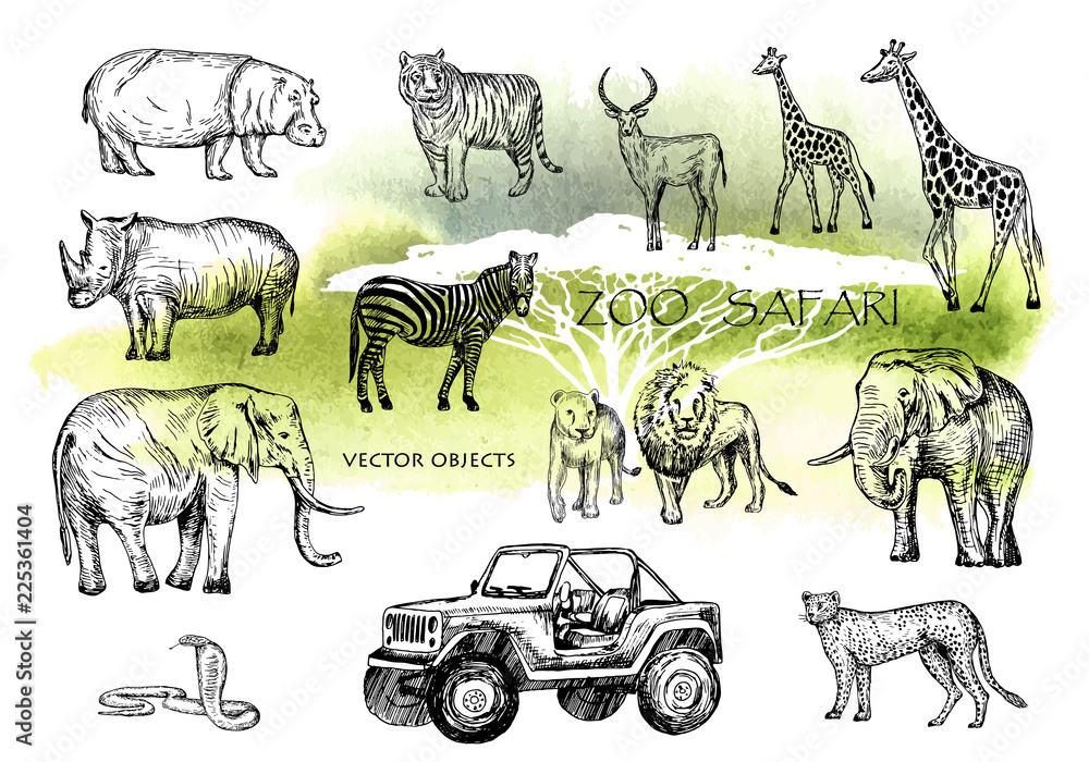 Vector hand drawn sketched animal set. Zoo safari: elephant, zebra ...