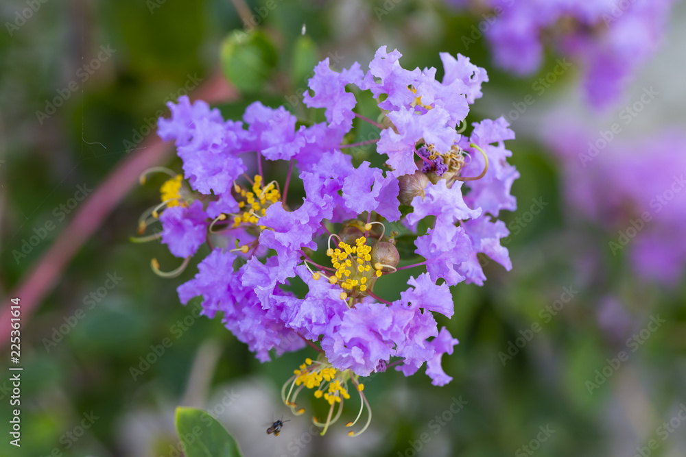 Purple crape myrtle flower ( lagerstroemia ) with yellow pollen Stock ...
