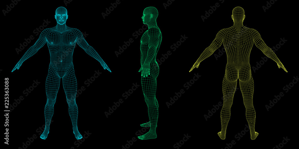 Standing man. Wireframe human body. Vector outline illustration. Stock ...