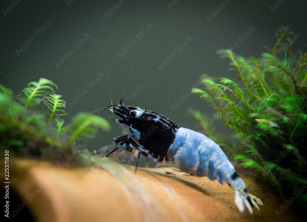 Caridina shadow mosura shrimp Stock Photo | Adobe Stock