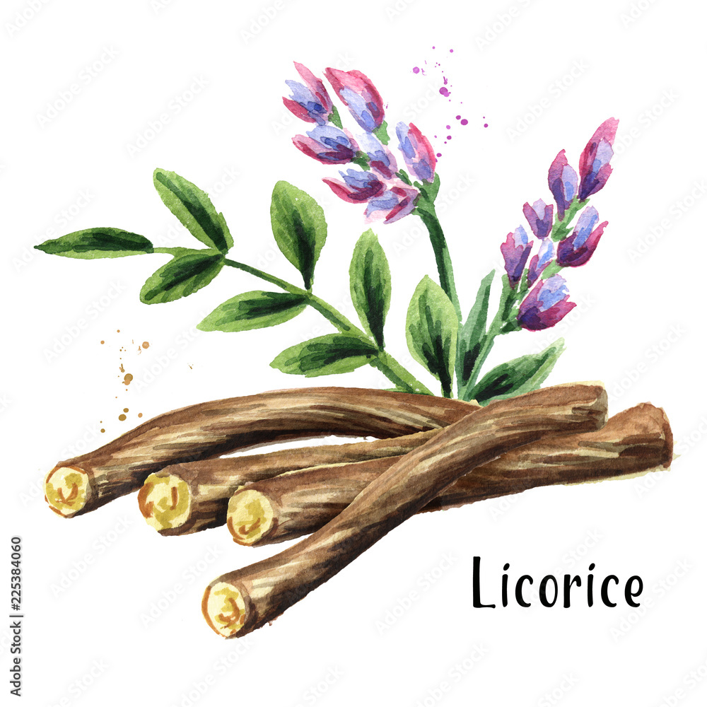 Licorice flower, leaf and root. Medical herbs and plants. Watercolor ...