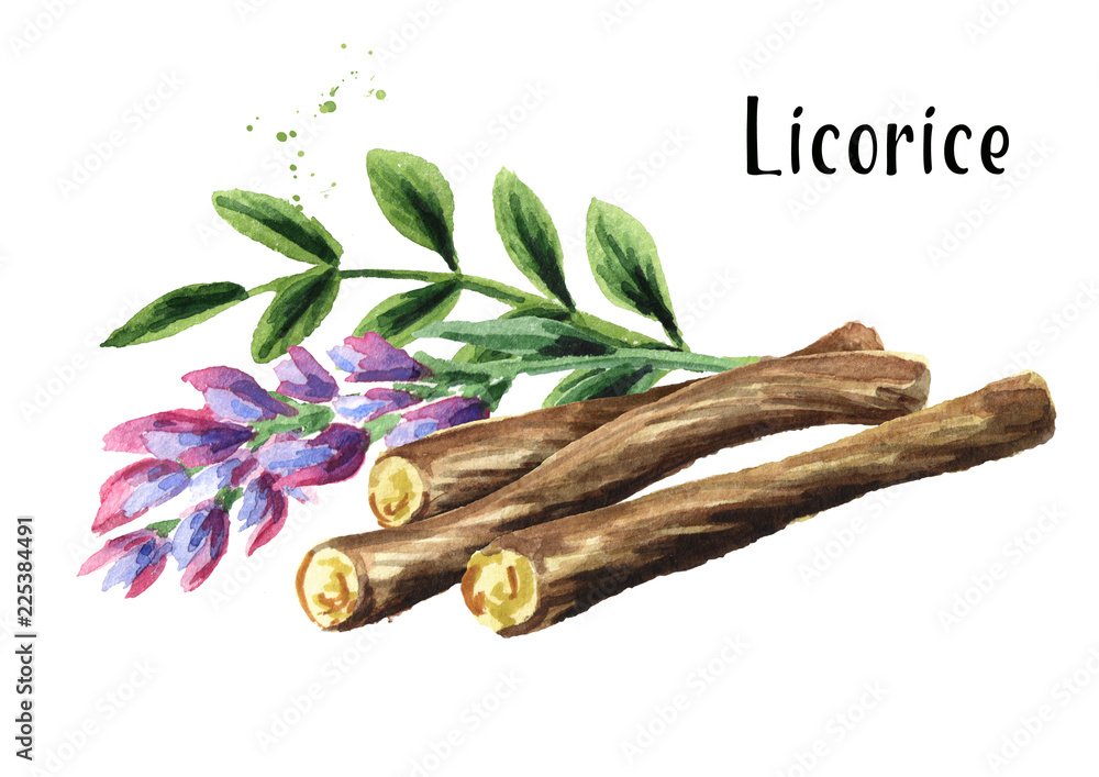Licorice roots with flower and leaves. Watercolor hand drawn ...